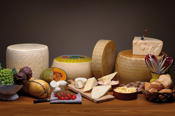 Soster cheese – Production conventional, Lactose Free, Organic ...